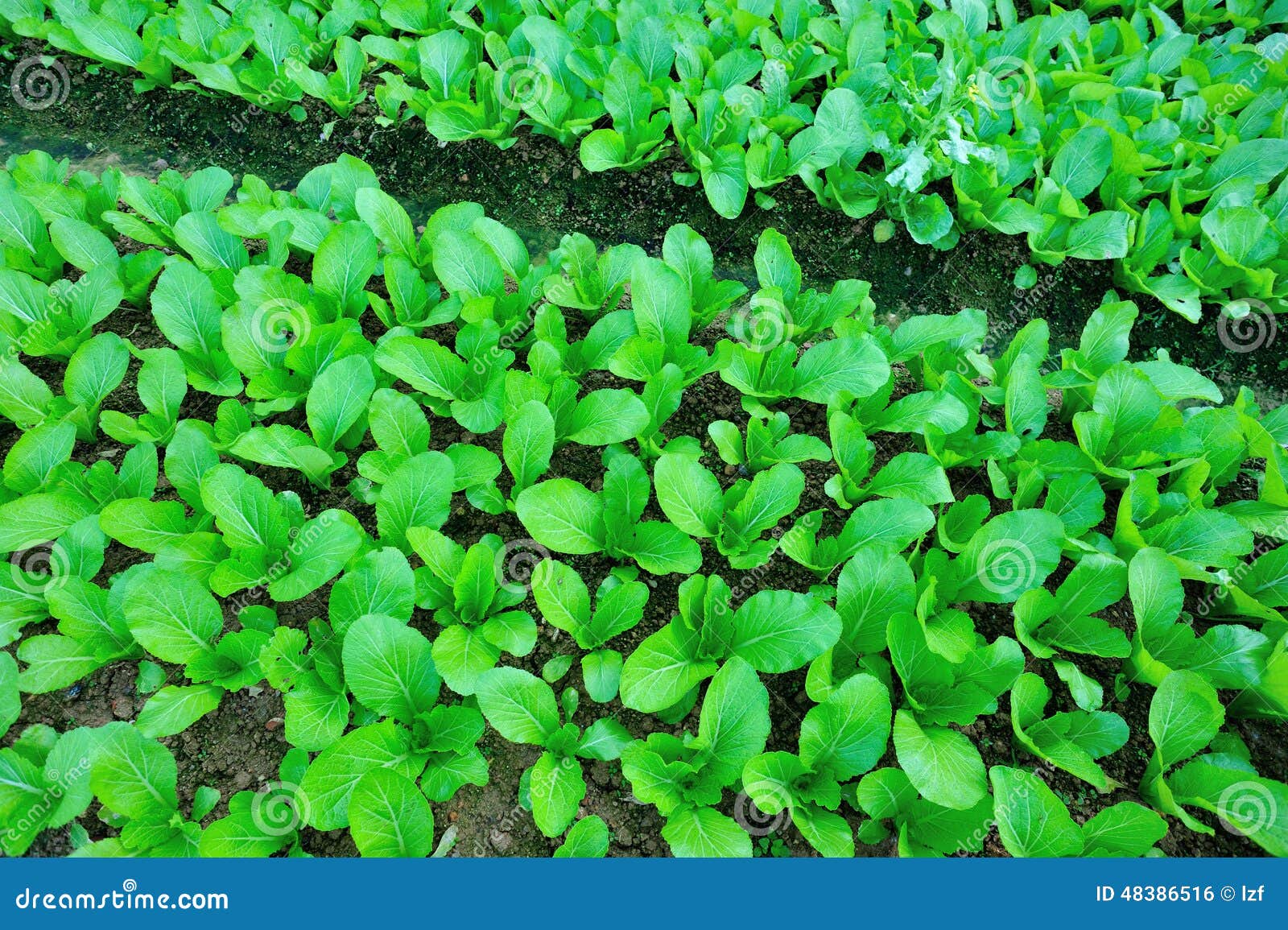 Turnip field stock photo. Image of green, outdoor, raddish - 48386516