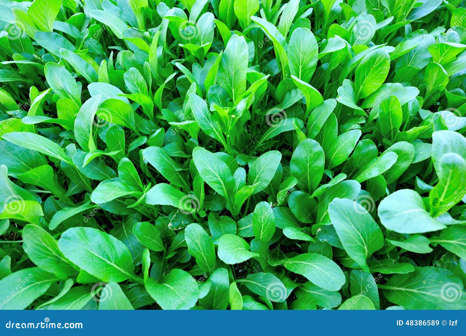 Turnip field stock image. Image of plant, fresh, food - 48386589