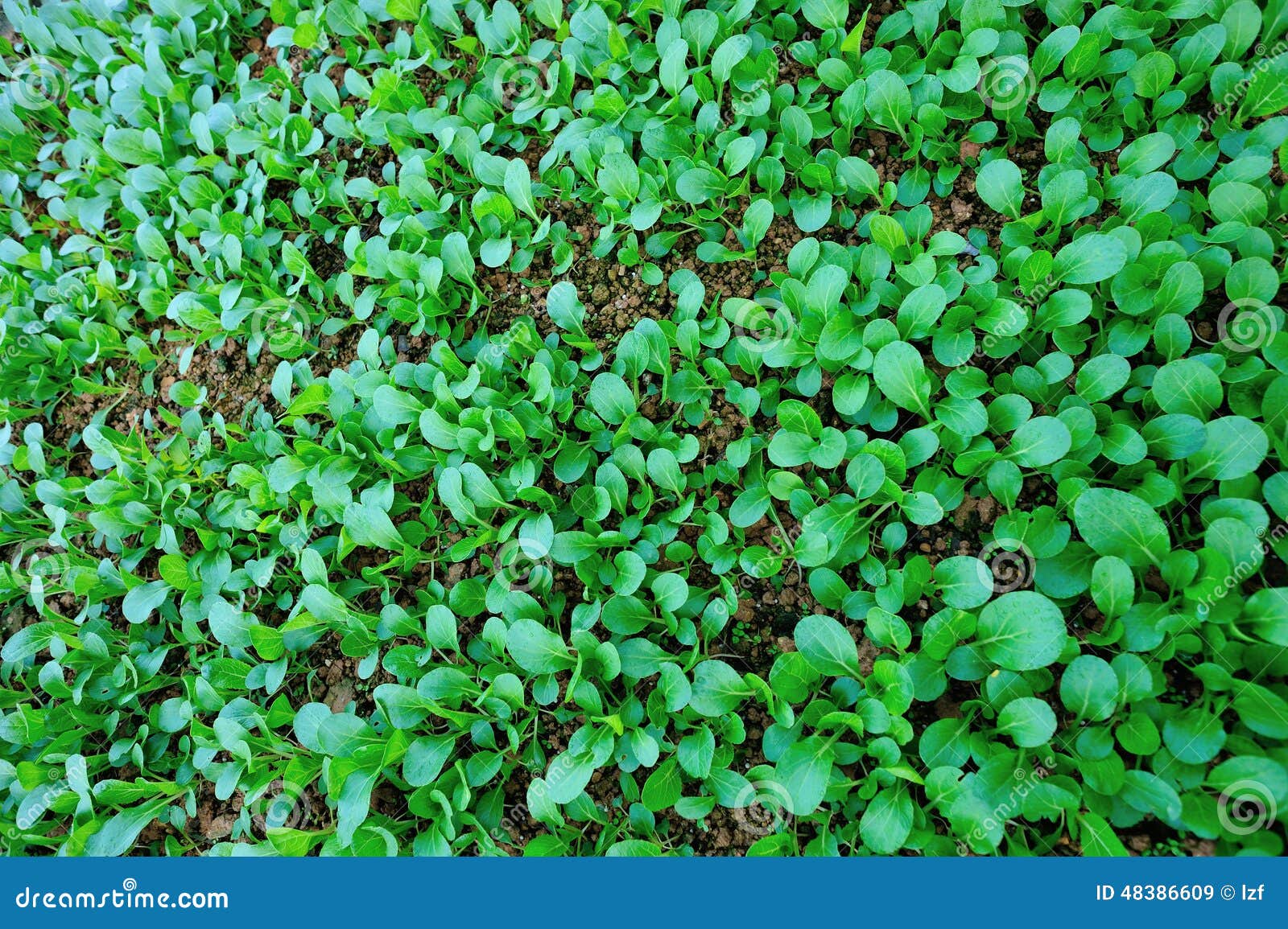 Turnip field stock image. Image of cabbage, foliage, green - 48386609