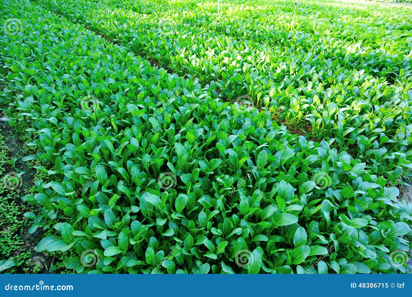 Turnip field stock image. Image of famland, cabbage, organic - 48386715