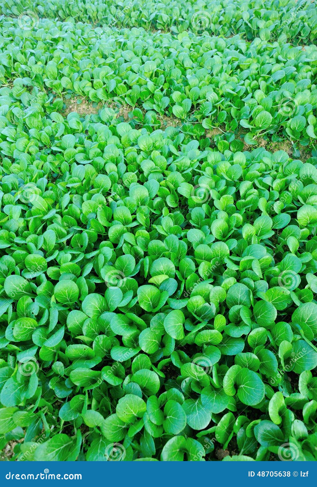Turnip field stock photo. Image of health, chinese, plant - 48705638