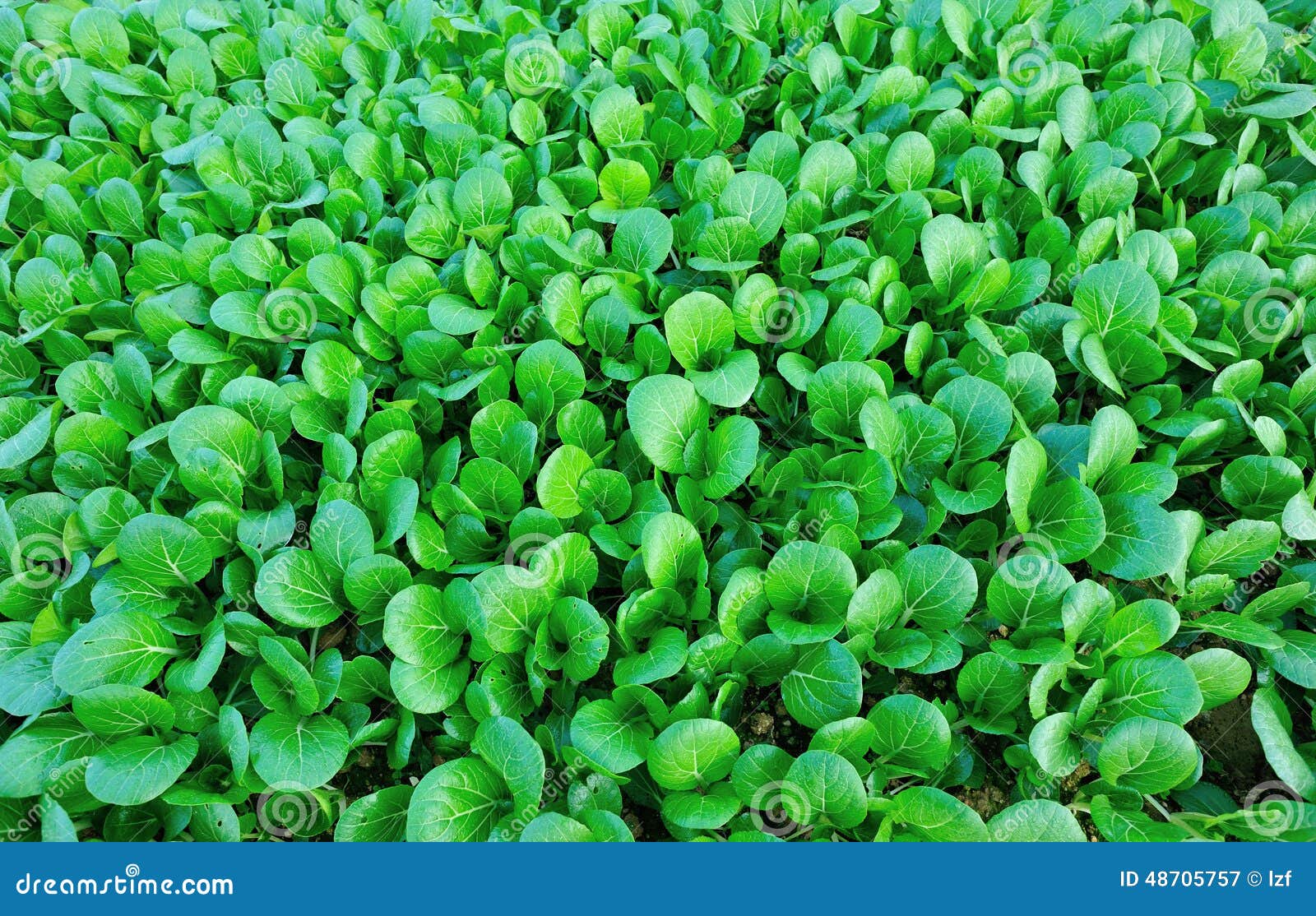 Turnip field stock image. Image of cultivate, agriculture - 48705757