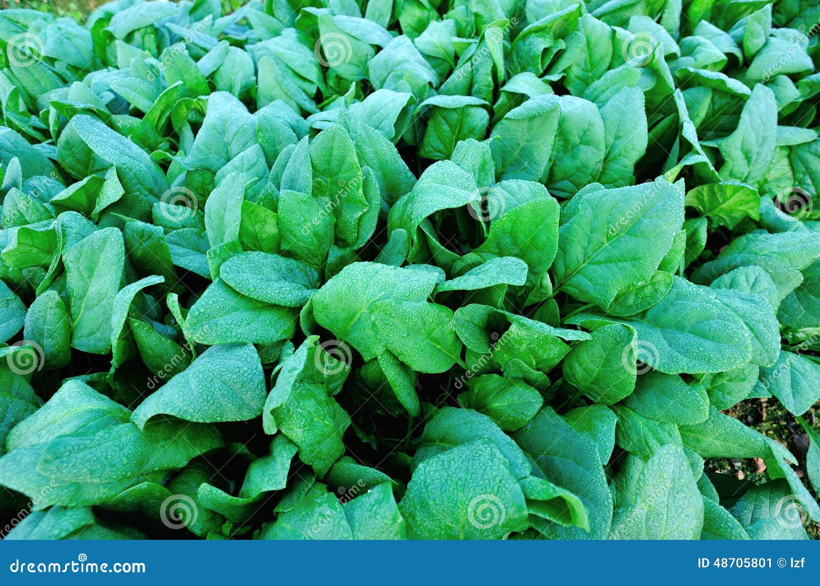 Turnip field stock image. Image of agriculture, field - 48705801