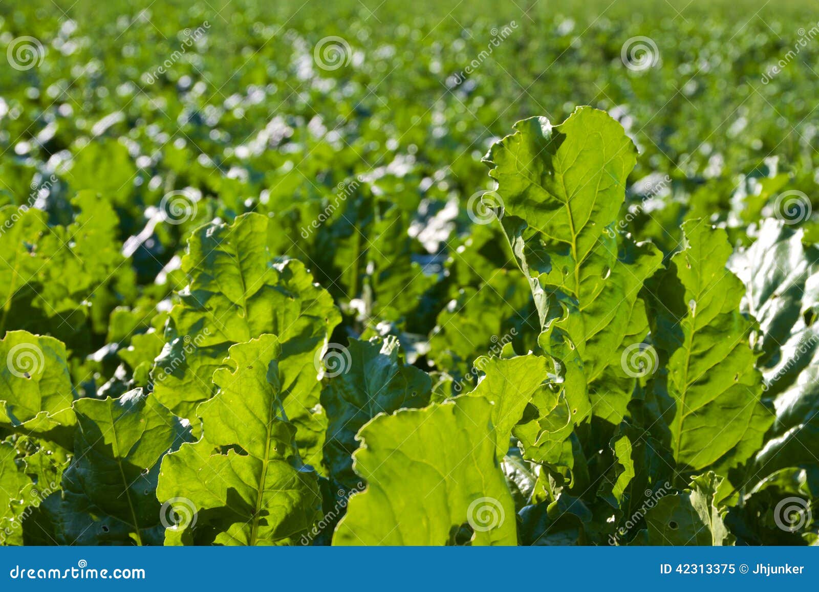 Turnip stock image. Image of agriculture, turnip, country - 42313375