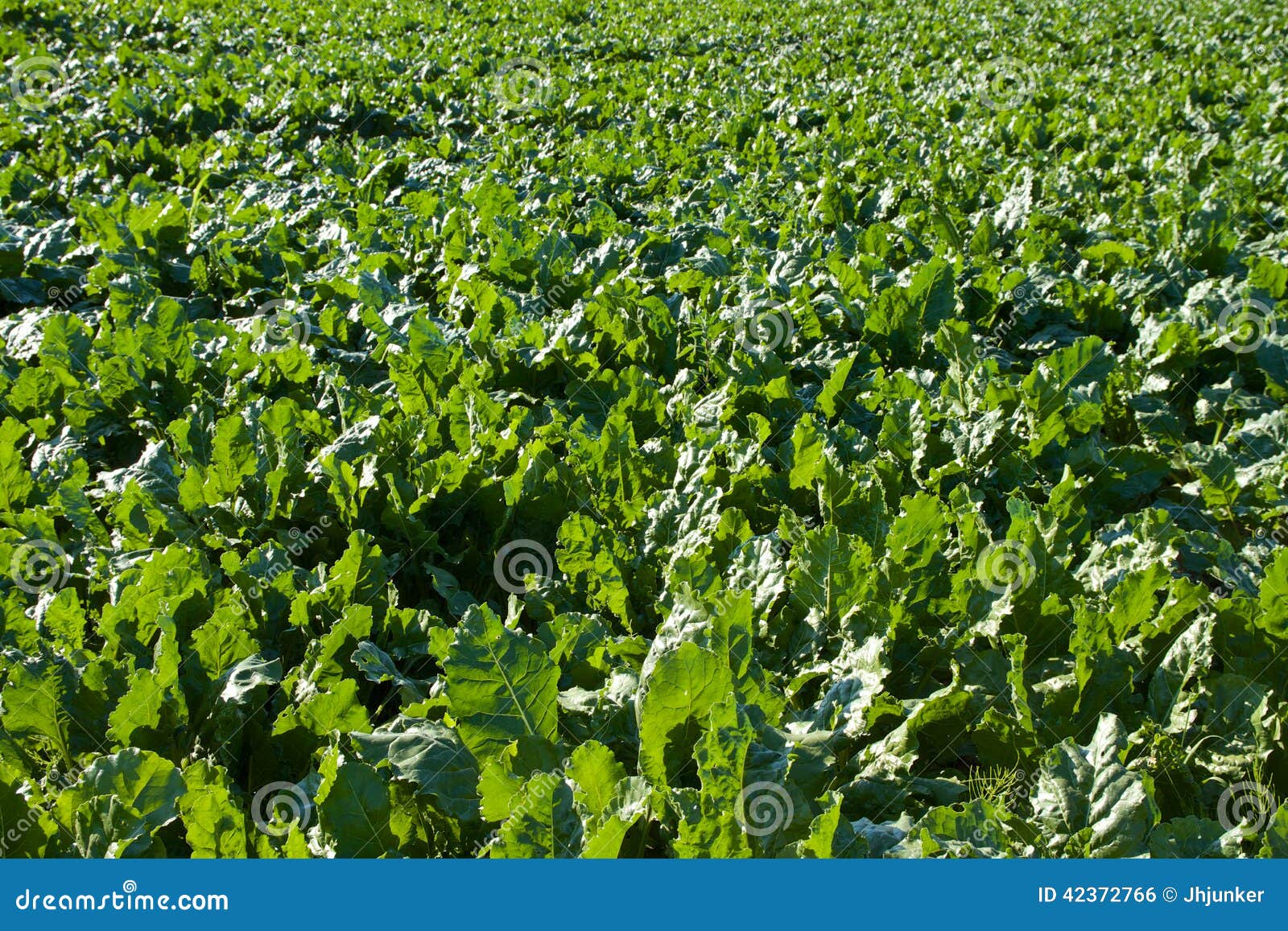 Turnip field stock photo. Image of plant, field, beta - 42372766