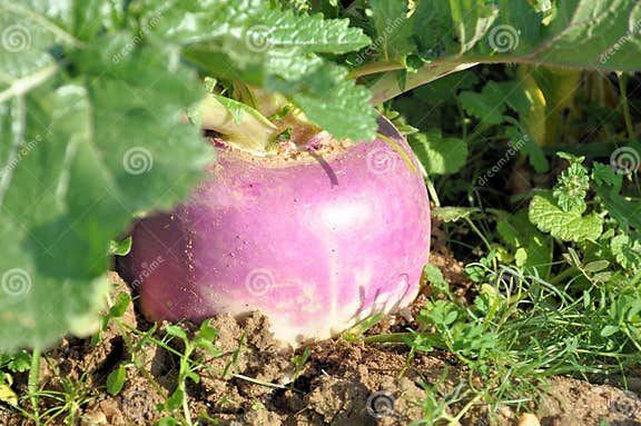 Turnip in the garden stock image. Image of crop, vegetable - 17257207