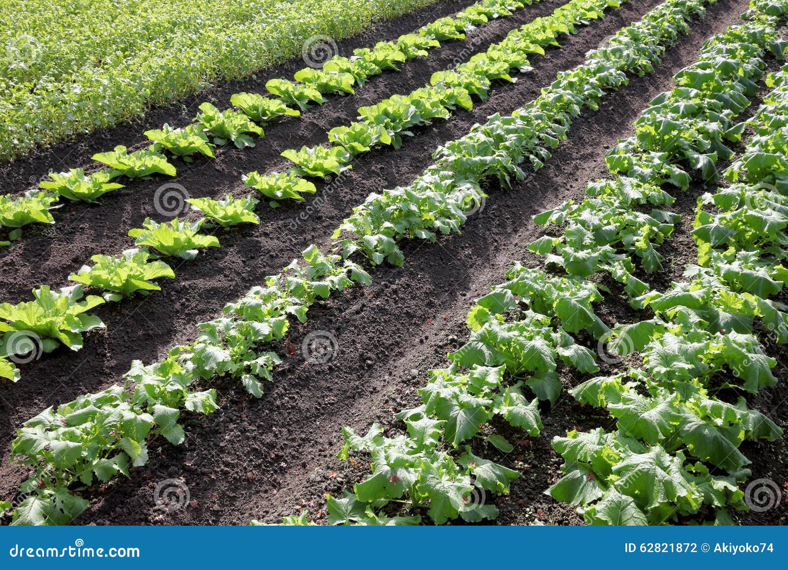 Turnip growing in rows stock photo. Image of countryside - 62821872