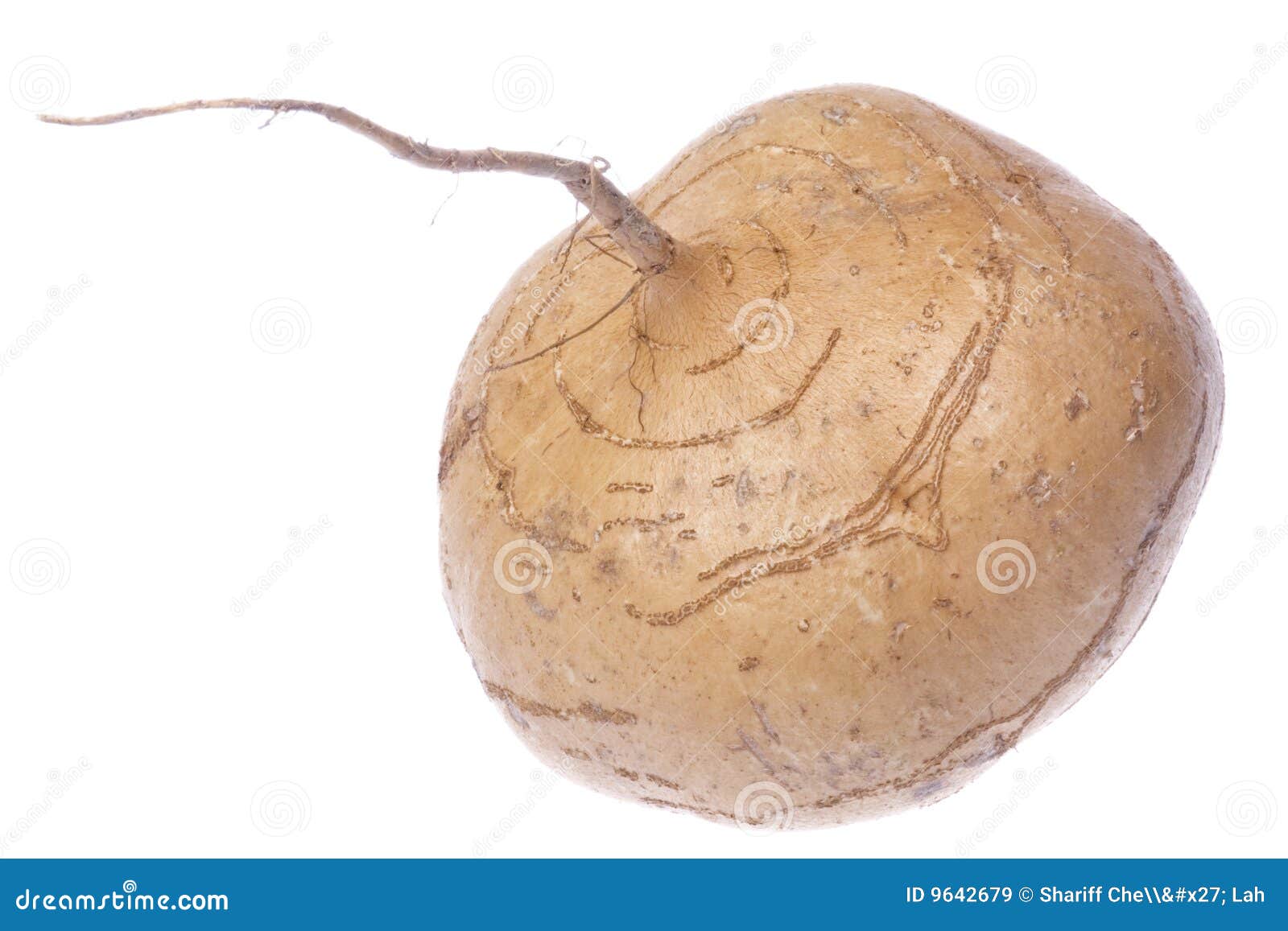 Turnip Isolated stock image. Image of detail, vegetable - 9642679