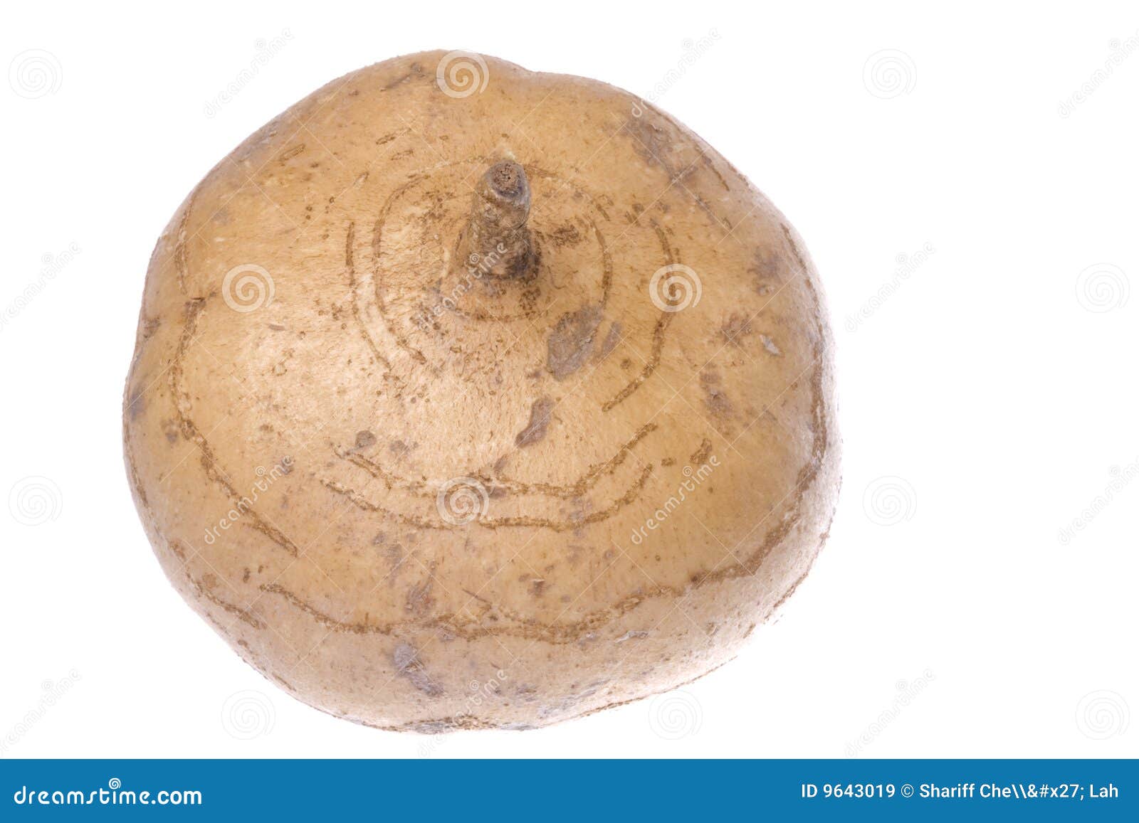 Turnip Isolated stock image. Image of agriculture, nature - 9643019
