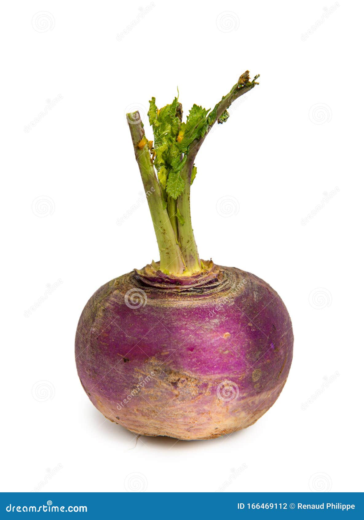 Turnip on white background stock photo. Image of background - 166469112