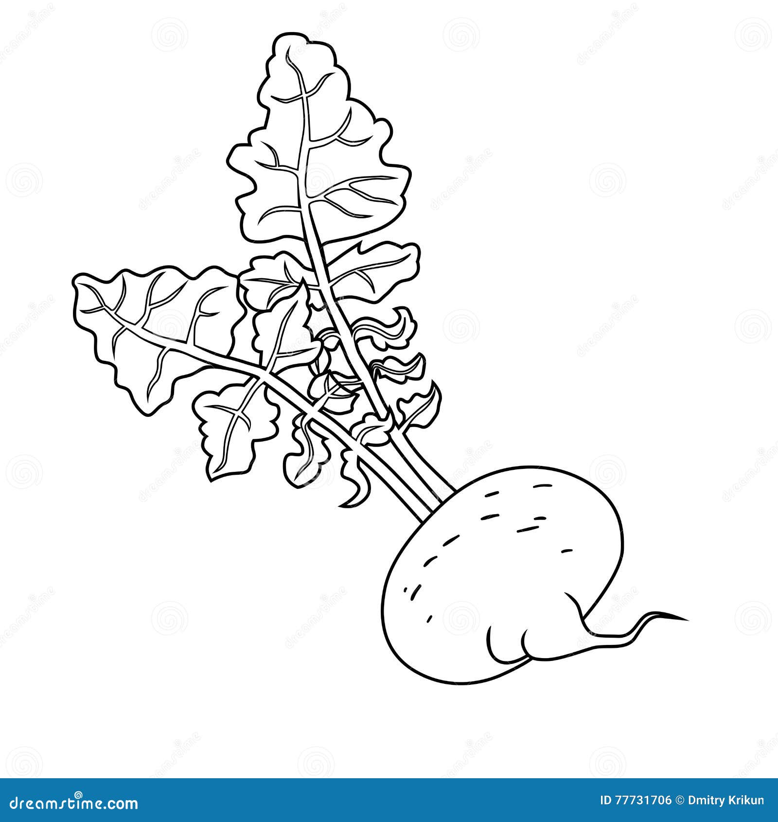 Turnip with Leaves, Line Vector Illustration. Stock Vector ...