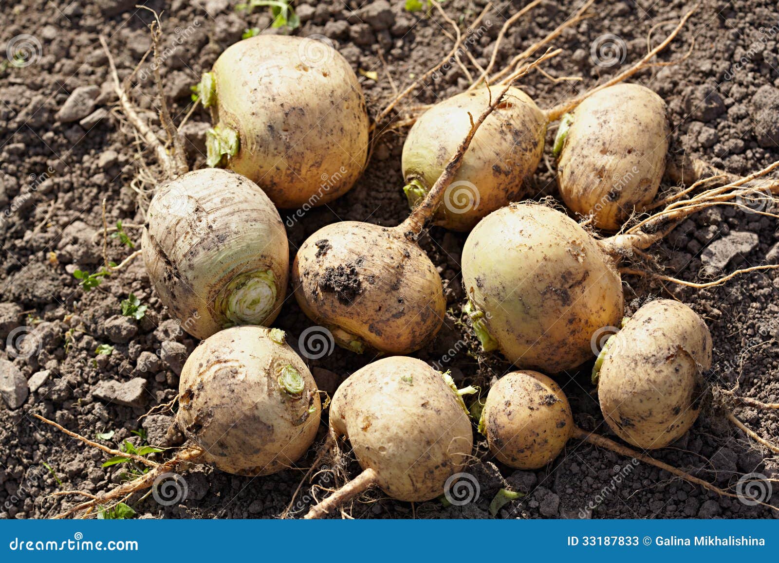 Turnip stock image. Image of autumn, land, crop, garden - 33187833