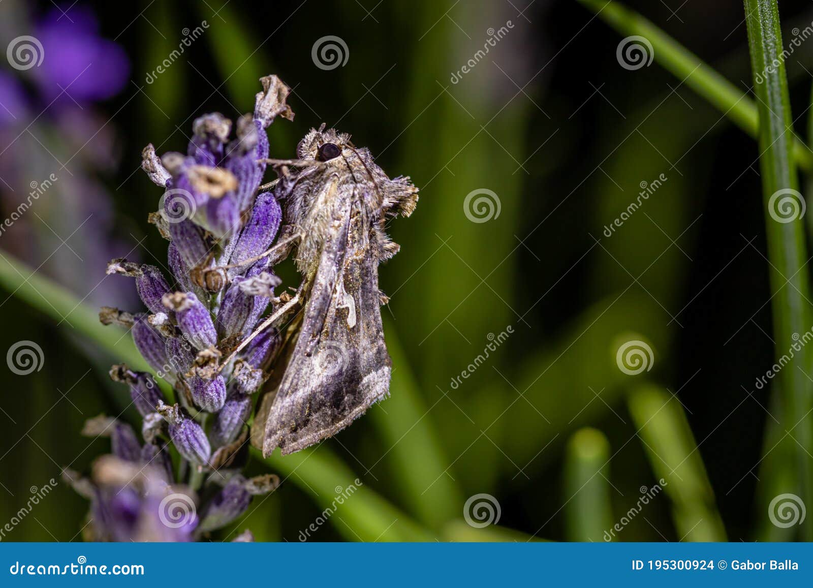 Turnip Moth Agrotis Segetum Stock Photo - Image of life, purple: 195300924