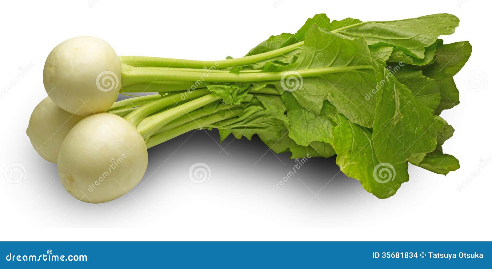 Turnip stock photo. Image of ingredient, turnip, fresh - 35681834
