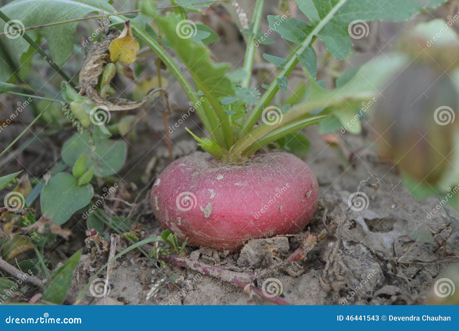 A turnip plant stock image. Image of greenery, turnip - 46441543