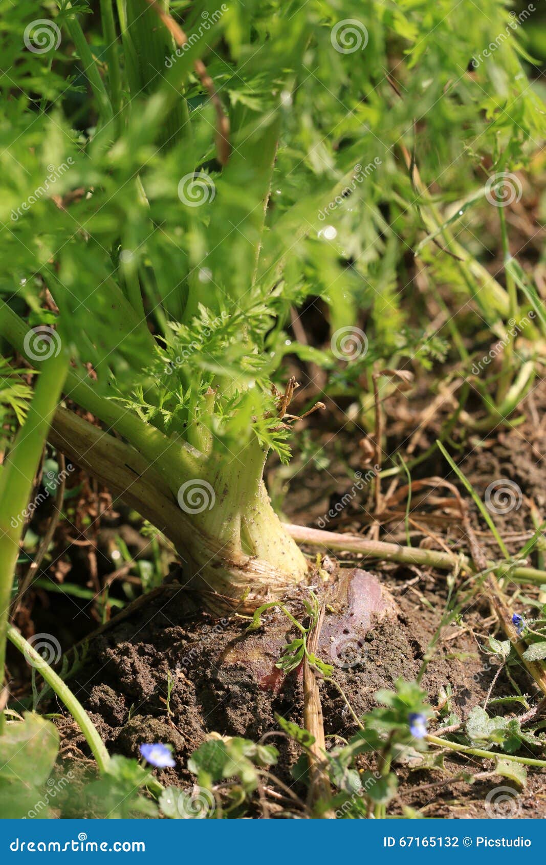 Turnip plantation stock photo. Image of manure, plant - 67165132