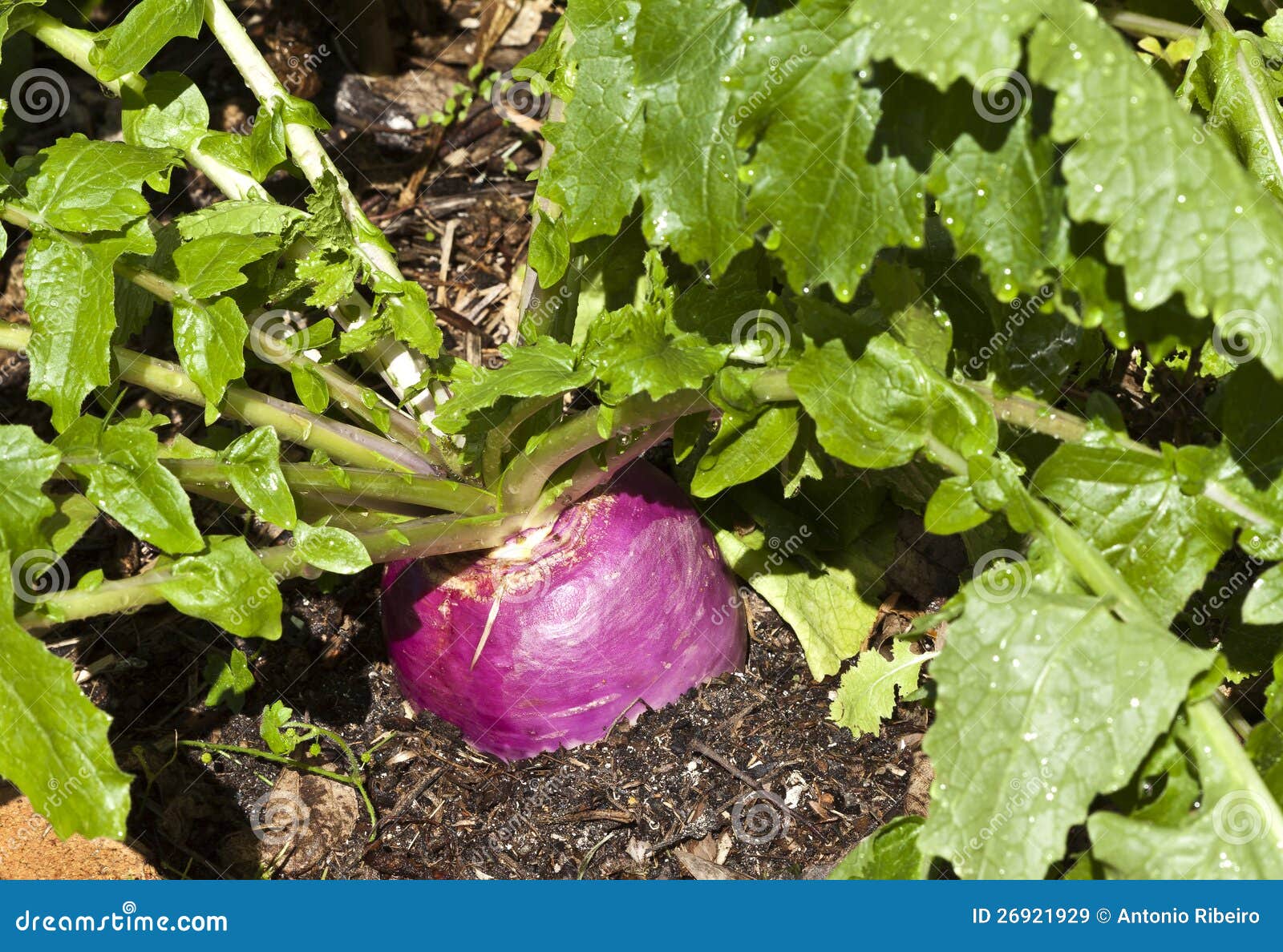 Turnip Purple Top Milan stock image. Image of farmer - 26921929