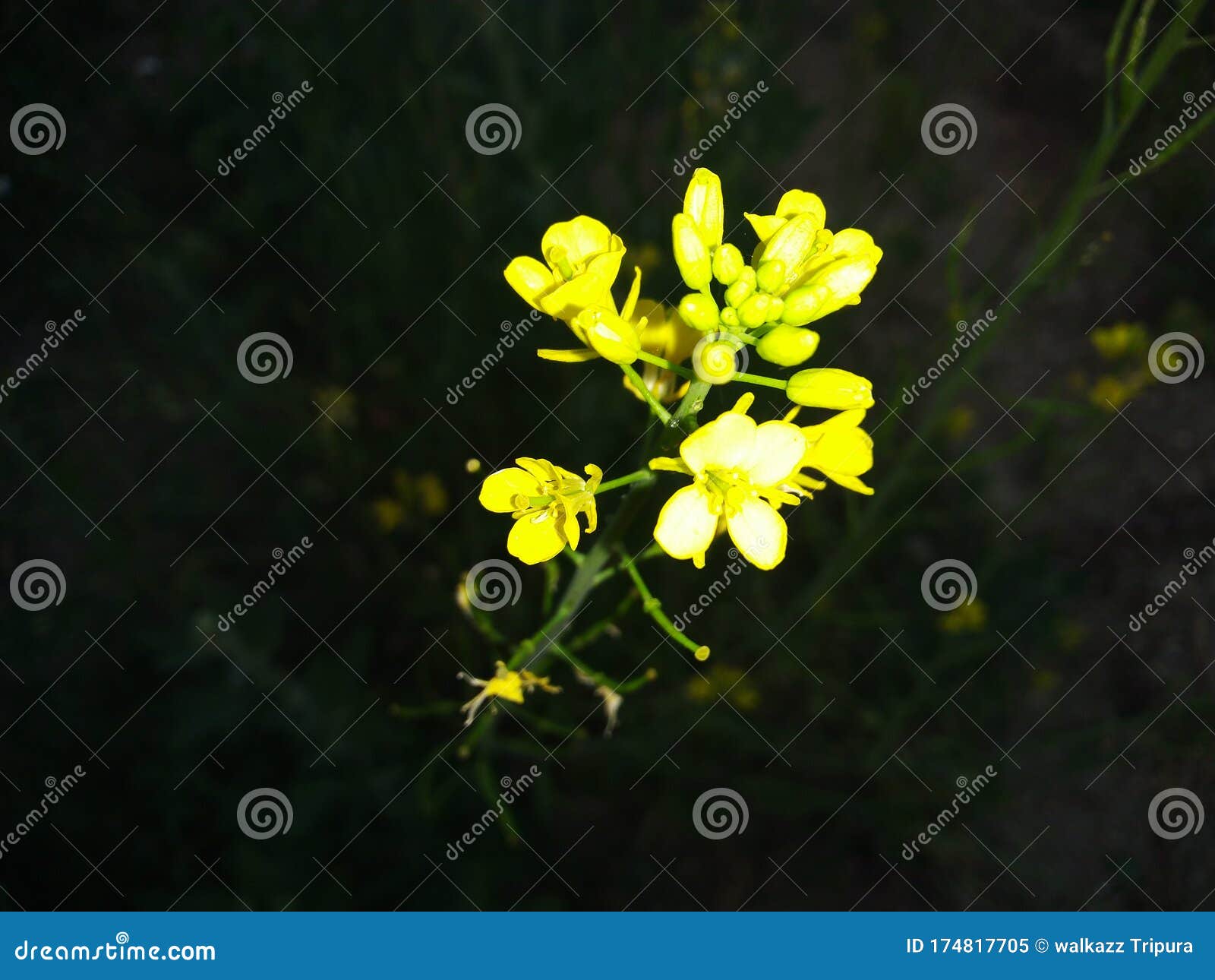 Turnip Flower Photo Shot Pic Stock Image - Image of turnip, shot: 174817705