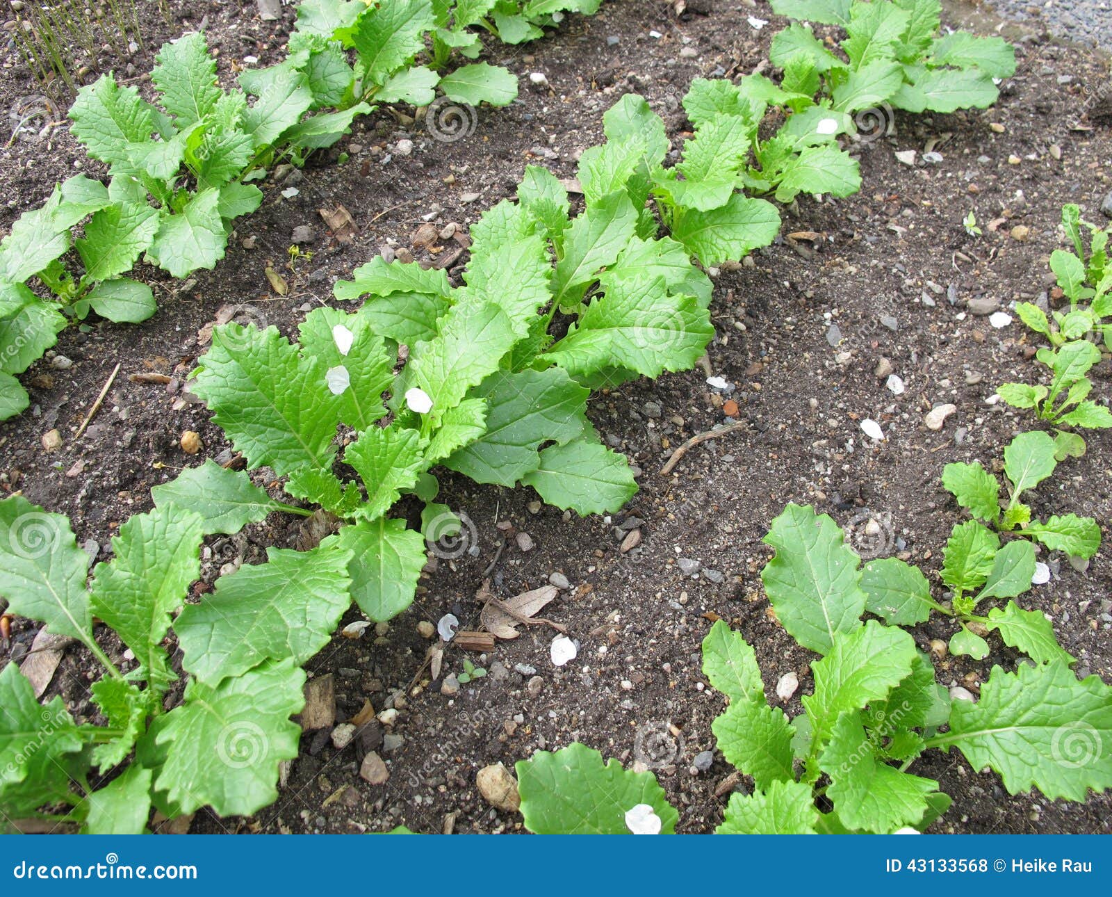 Turnip in garden stock photo. Image of vegetable, vegetables - 43133568