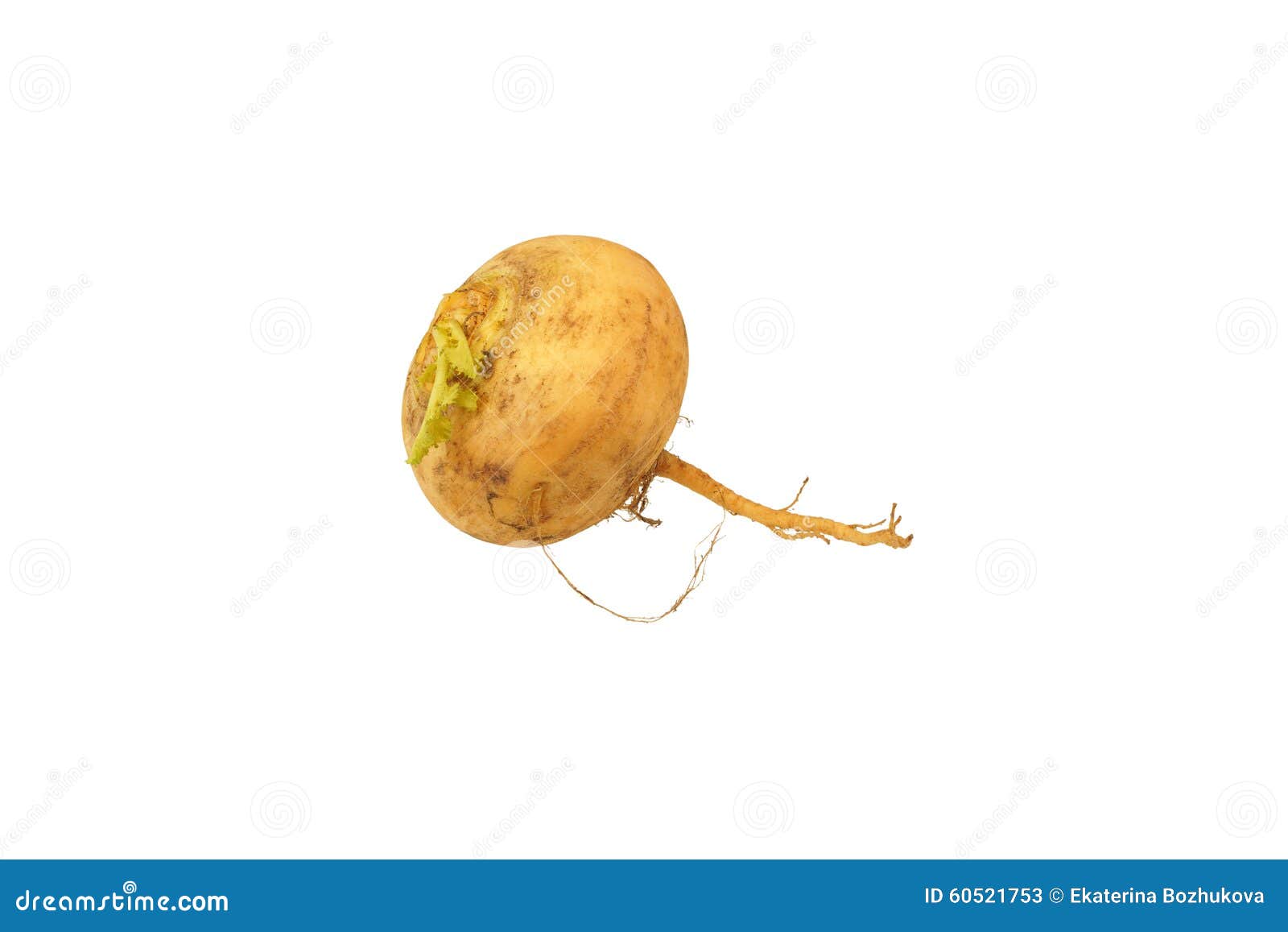 Turnip. Root crops stock image. Image of cooking, drink - 60521753