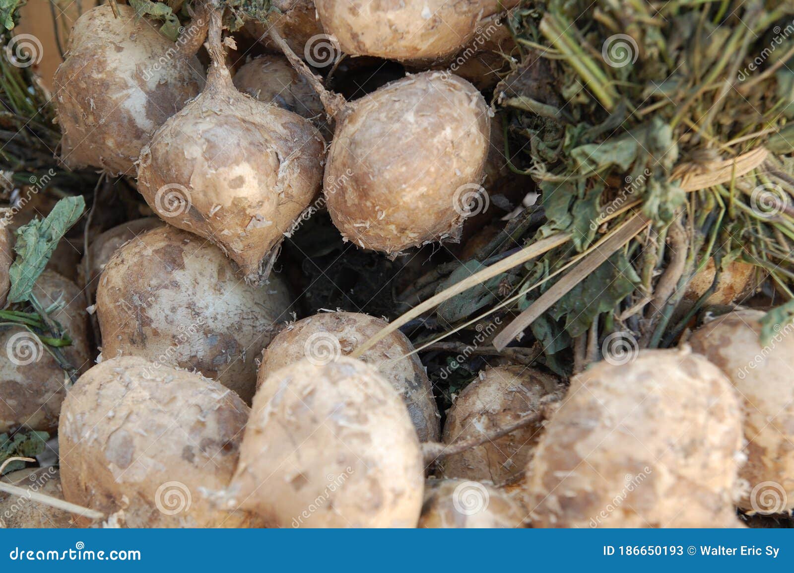 Turnip Root Vegetable Stack Display Stock Image - Image of plant, stack ...