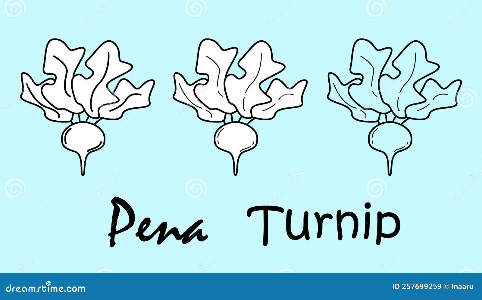 Turnip. a Set of Three Objects with the Inscription "turnip" in Russian ...