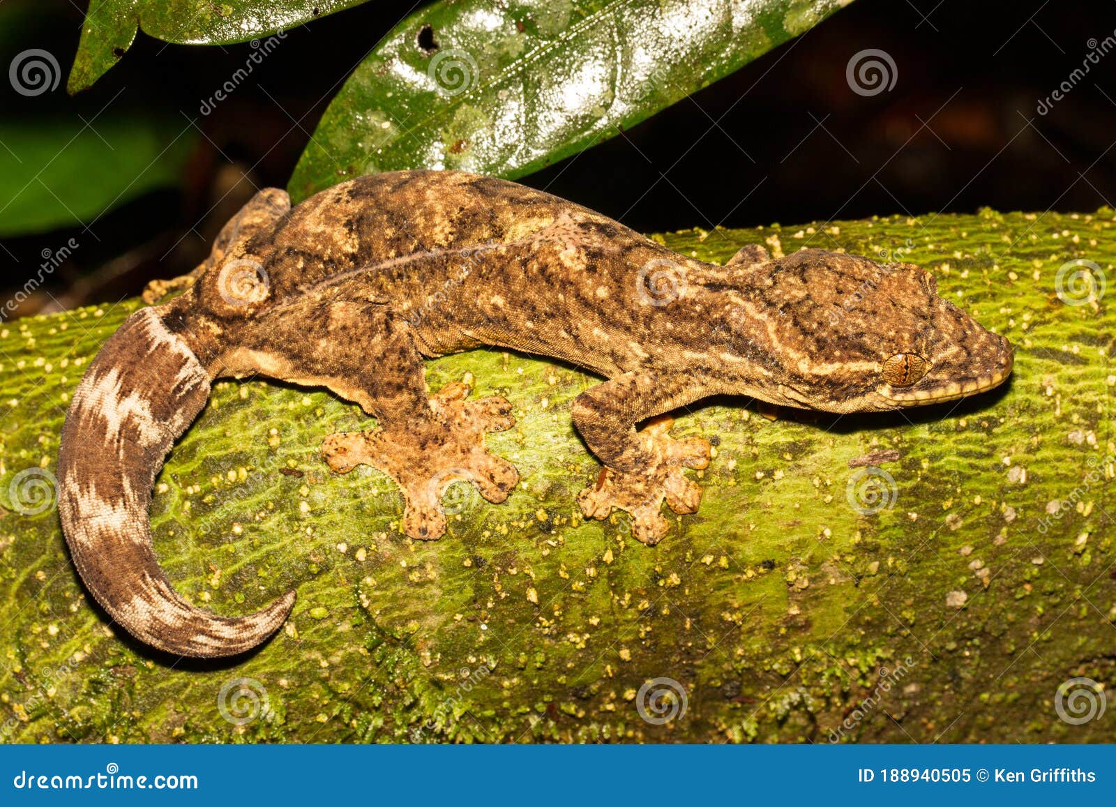 Turnip-tailed Gecko stock image. Image of turniptailed - 188940505
