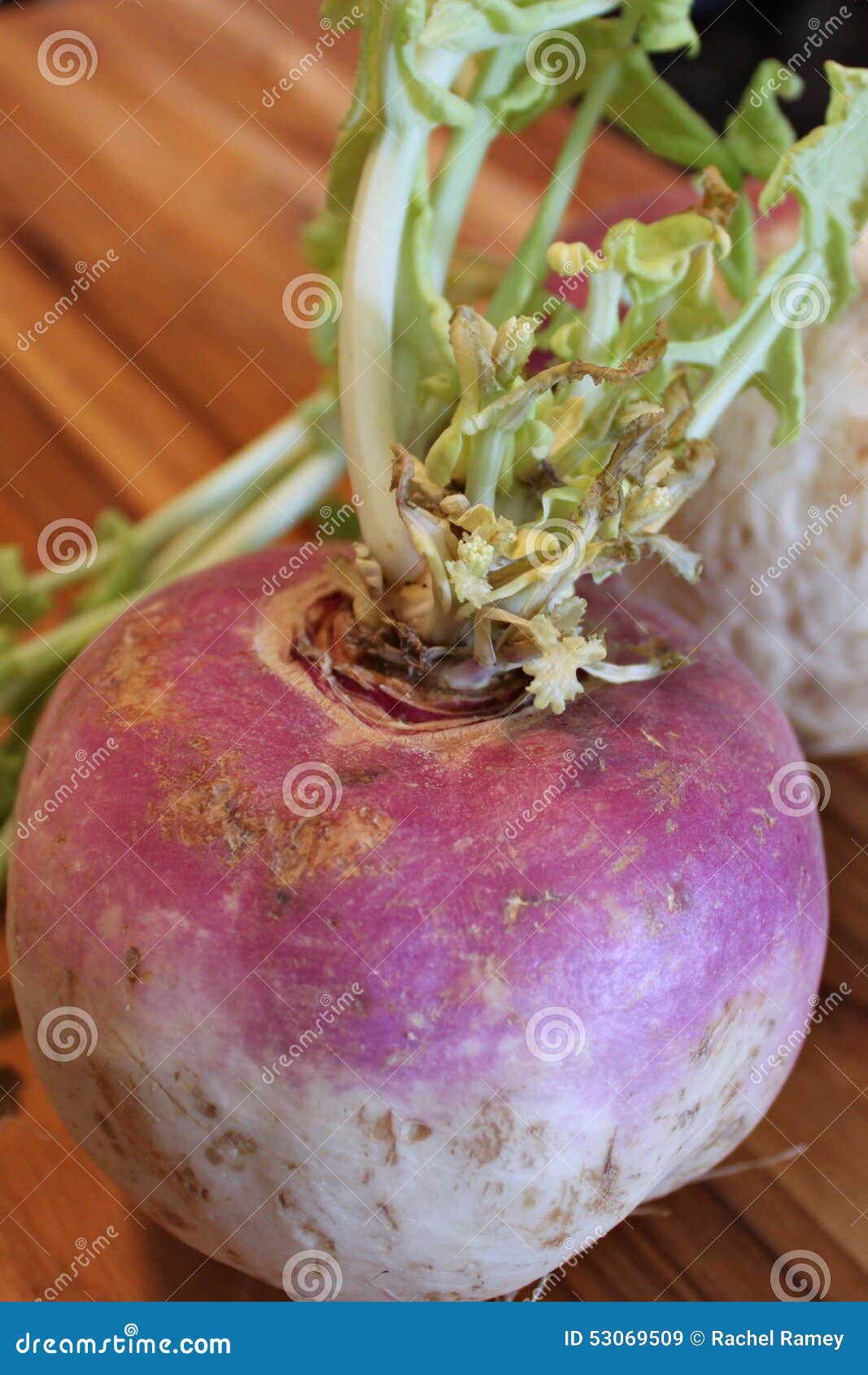 Turnip with Tops stock image. Image of culinary, greens - 53069509
