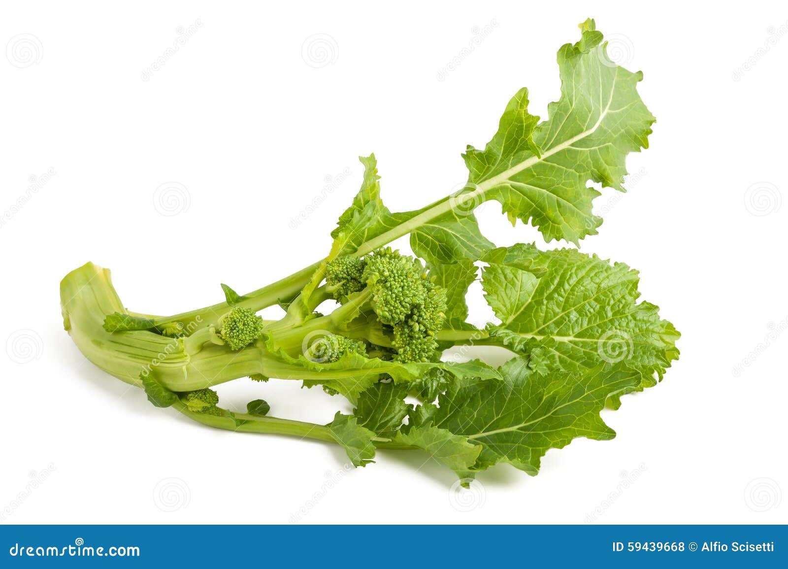 Turnip tops stock photo. Image of organic, health, sprouts - 59439668