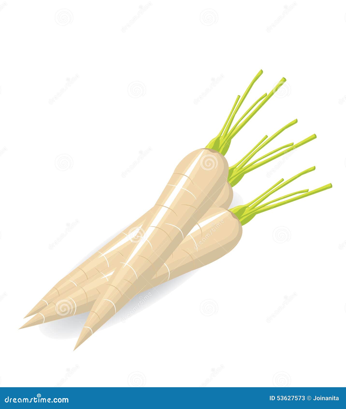Turnip Vector Isolated on White Stock Vector - Illustration of orange ...