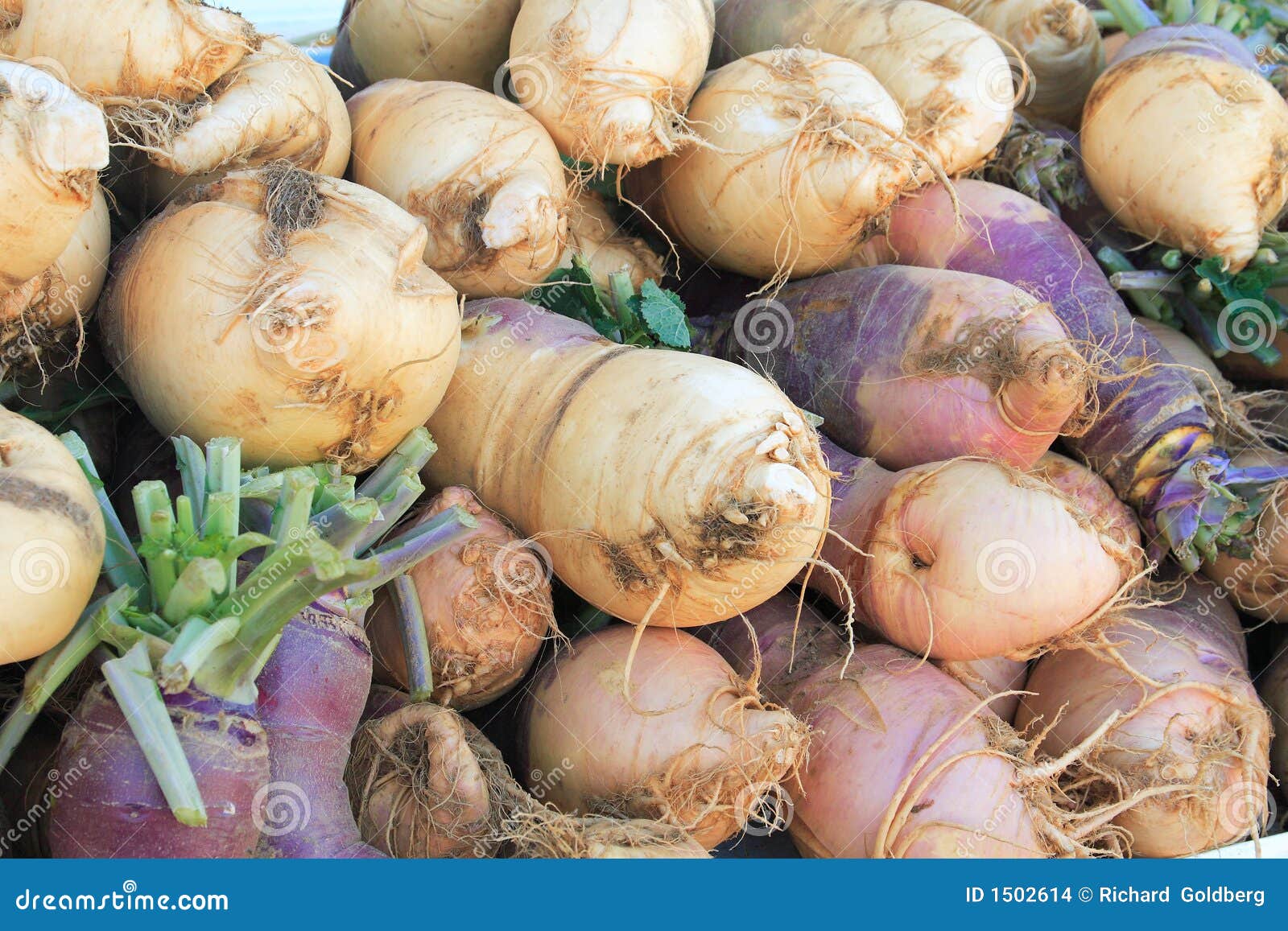 Turnips stock photo. Image of vegetable, market, turnips - 1502614