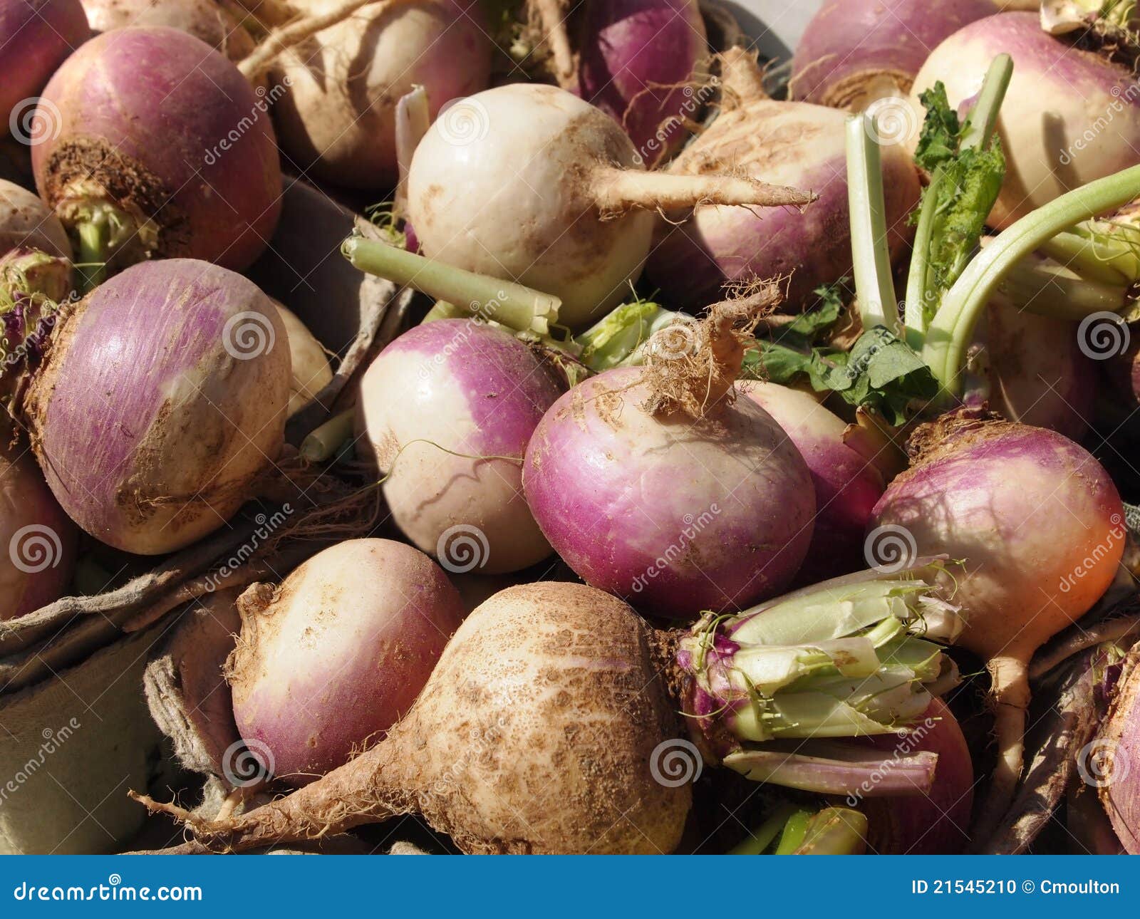 Turnips stock photo. Image of farming, purple, healthy - 21545210