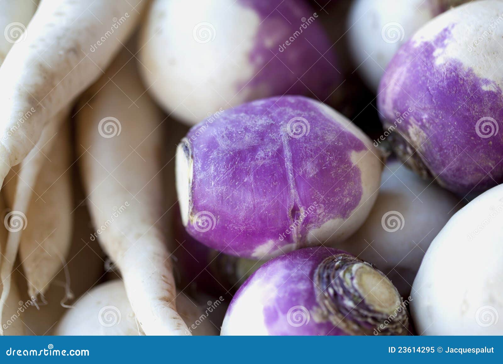 Turnips stock image. Image of food, nature, vegetable - 23614295