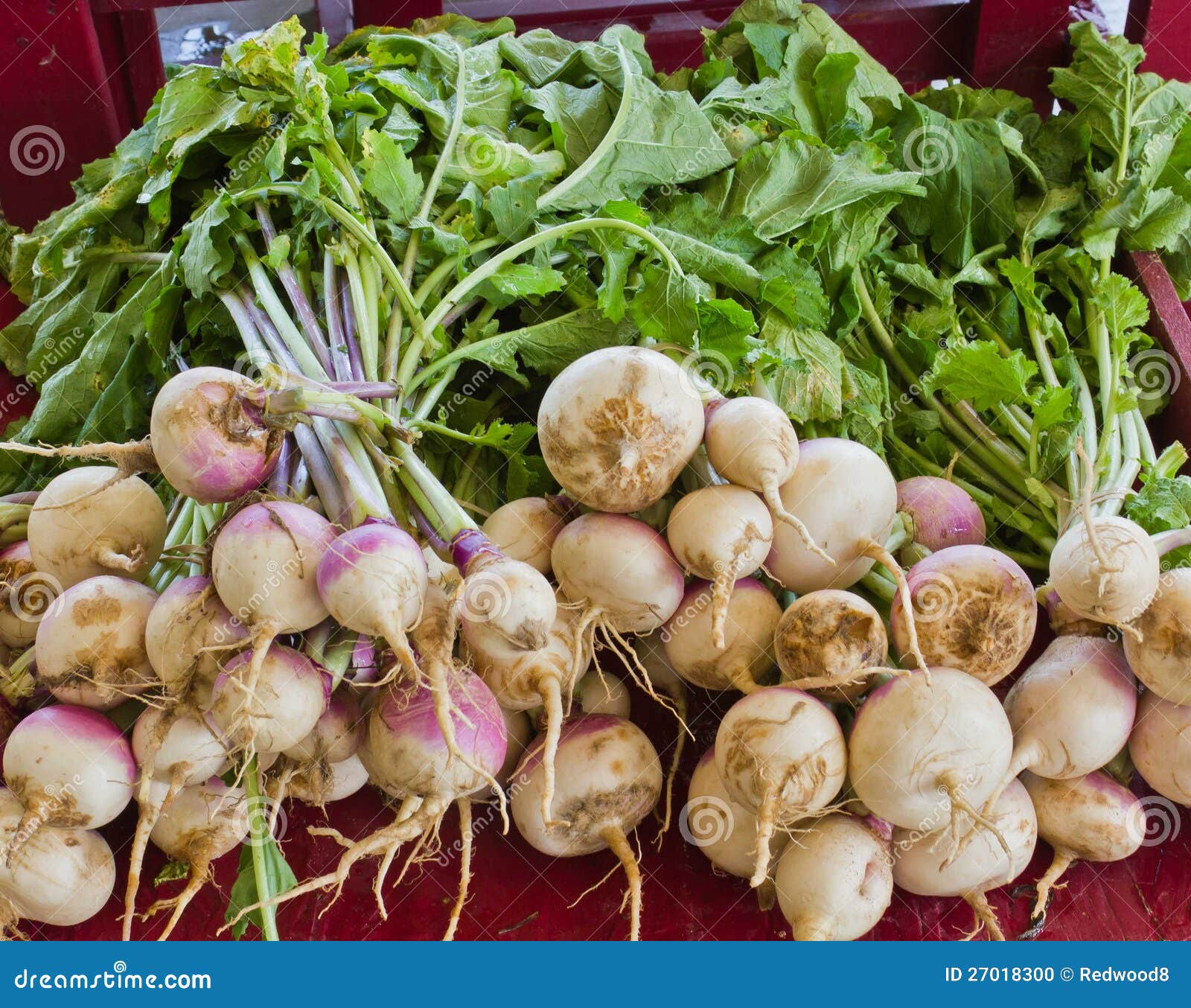 Turnips and Greens stock photo. Image of farmer, root - 27018300