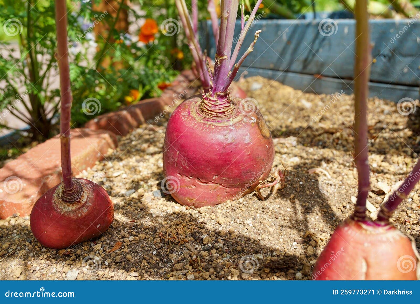 Turnips Growing in Container in Vegetable Garden Stock Image - Image of ...