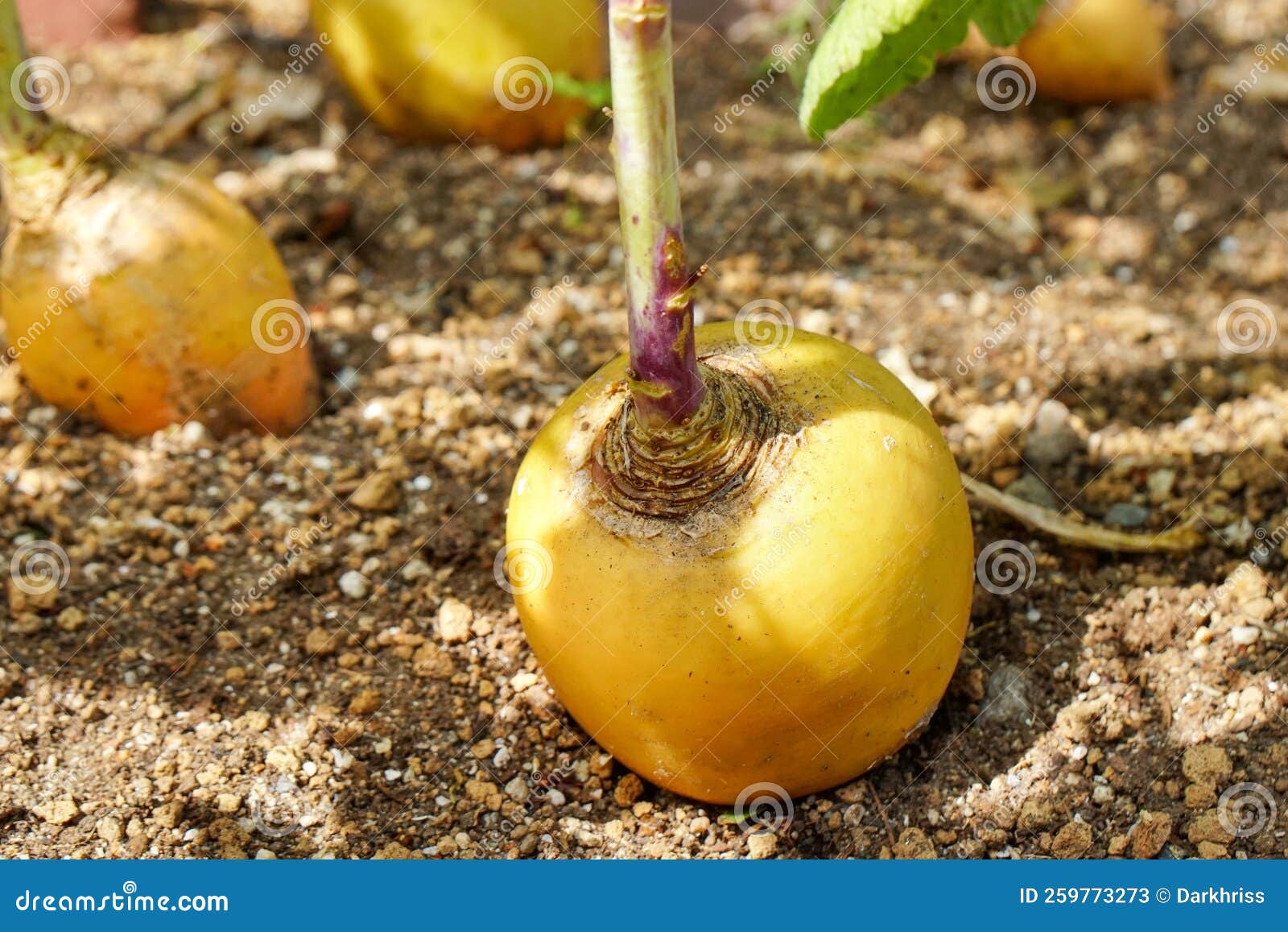 Turnips Growing in Container in Vegetable Garden Stock Image - Image of ...