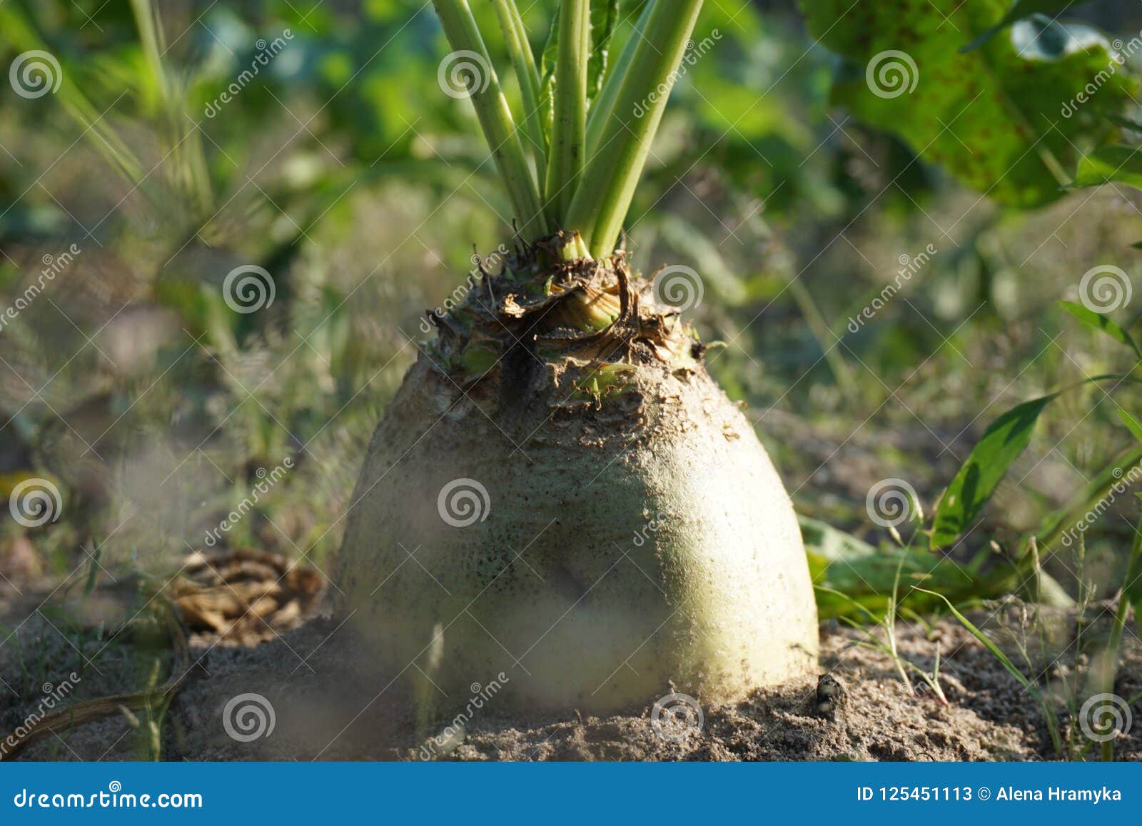 Turnips Growing in the Garden in Summer Closeup Stock Image - Image of ...