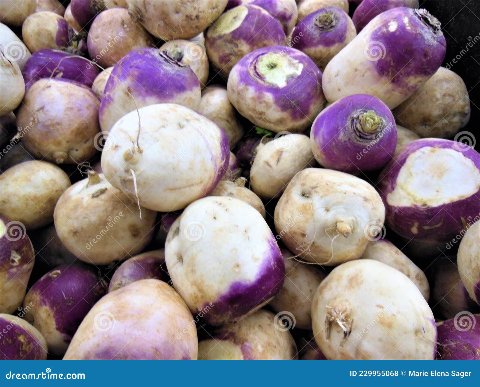 Turnips at Produce Market stock photo. Image of healthy - 229955068