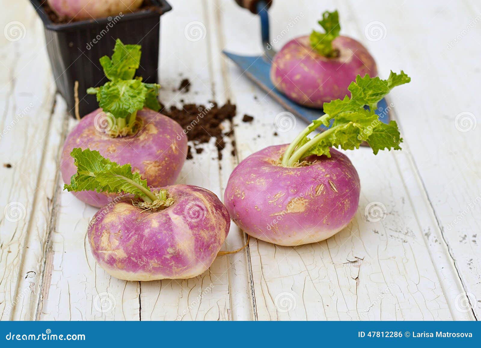 Turnips on Wooden Table with a Mini Shovel Stock Photo - Image of ...