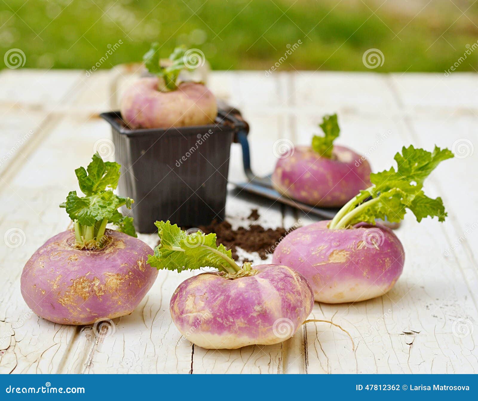 Turnips on Wooden Table with a Mini Shovel Stock Photo - Image of ...