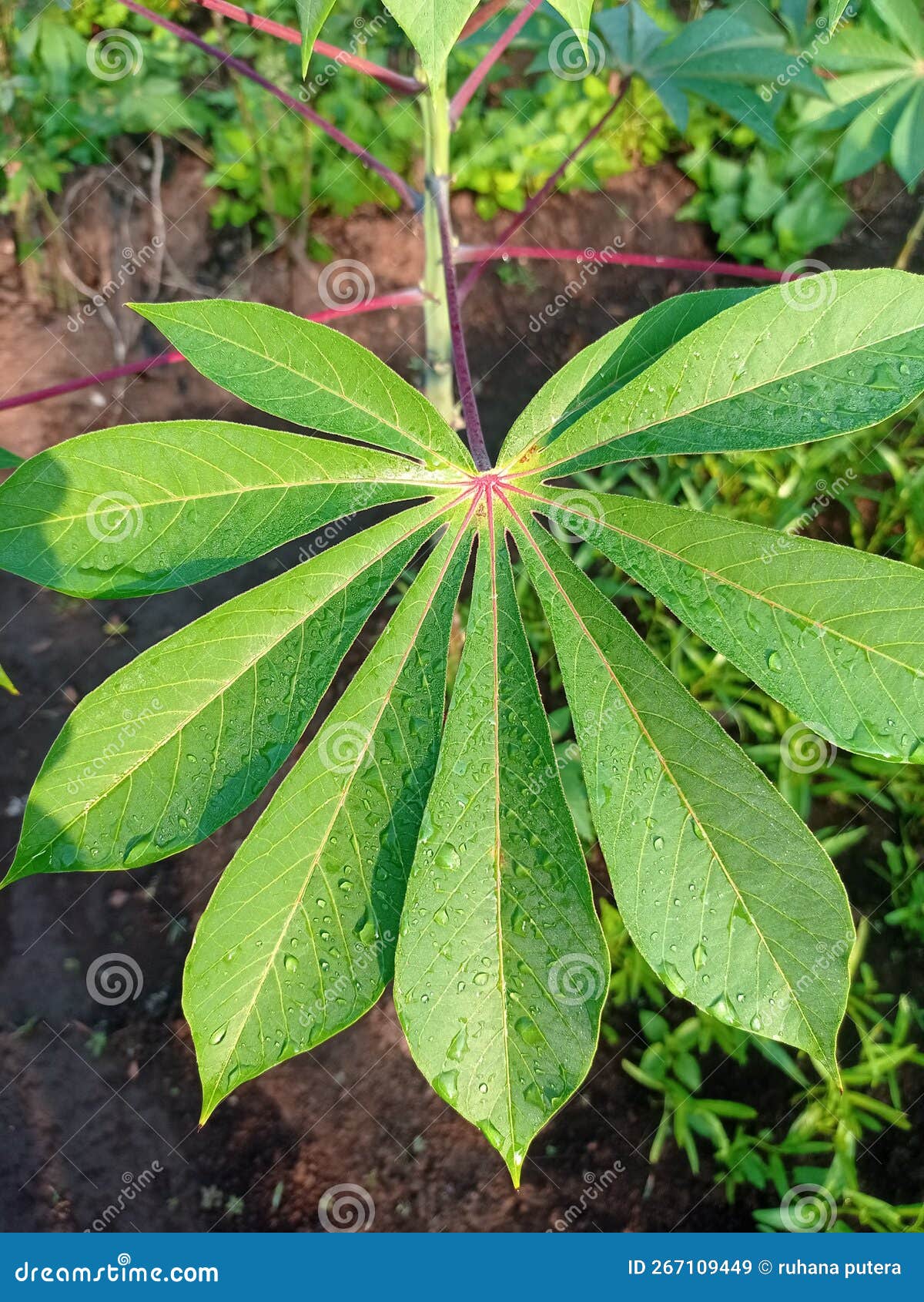 It Turns Out Cassava Leaves Have a Beautiful Pattern Stock Image ...