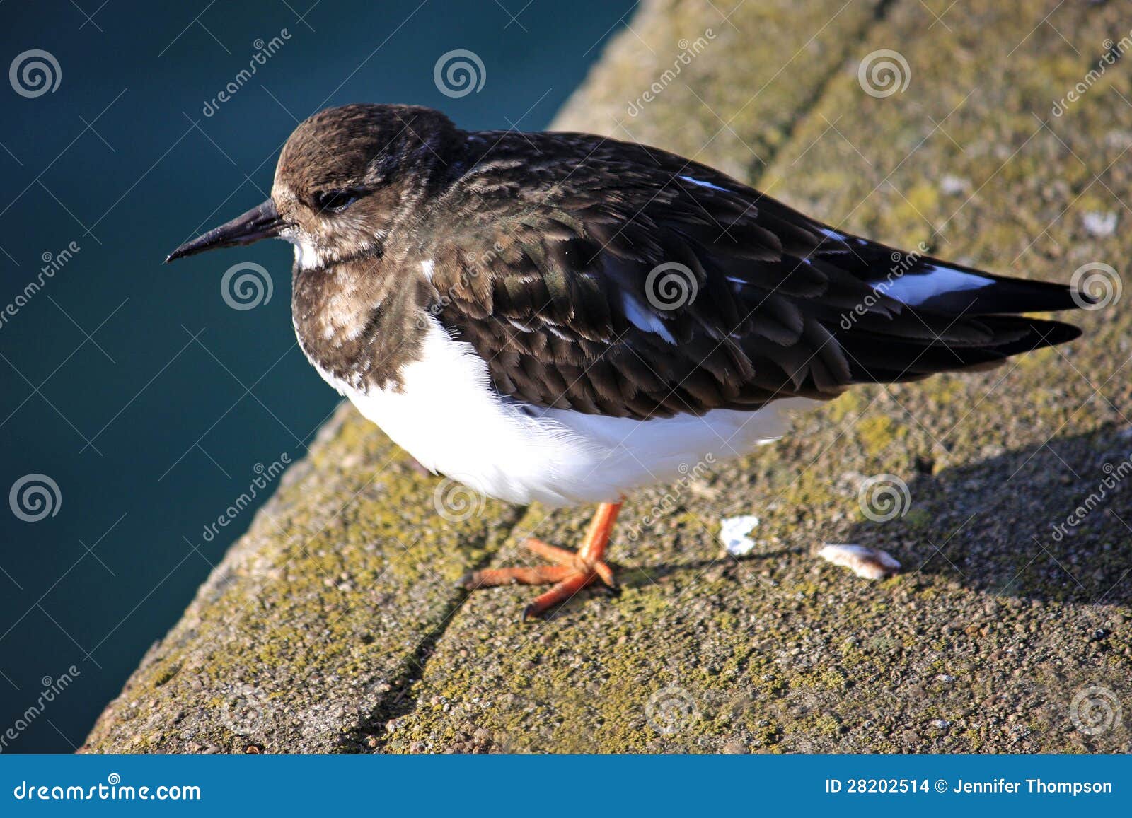 Turnstone stock photo. Image of perch, legs, beak, coastal - 28202514