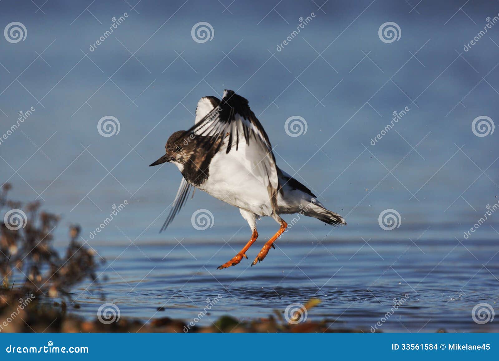 Turnstone, Arenaria Interpres Stock Photo - Image of interpres, britain ...