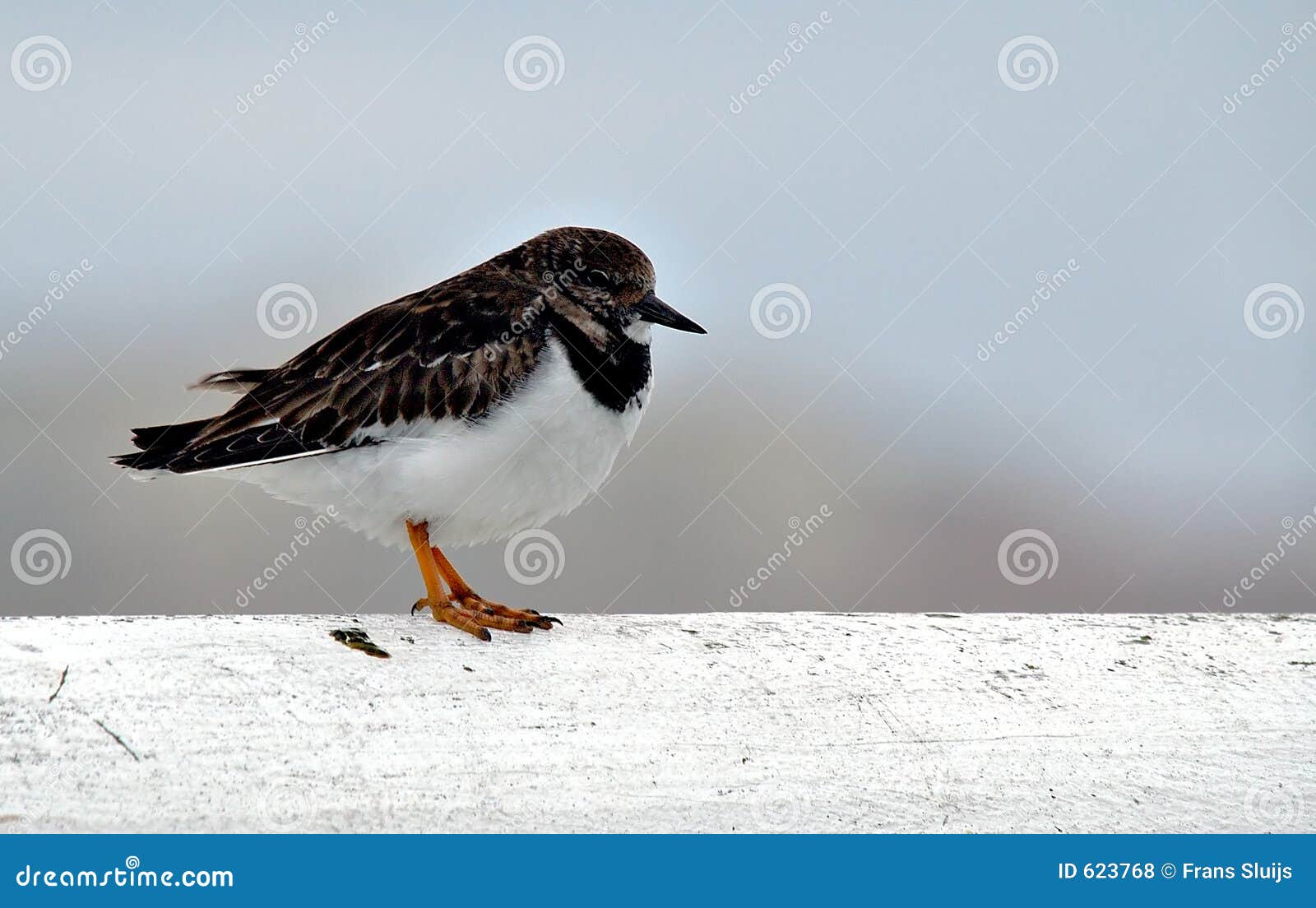 Turnstone bird stock photo. Image of closeup, rests, plumage - 623768