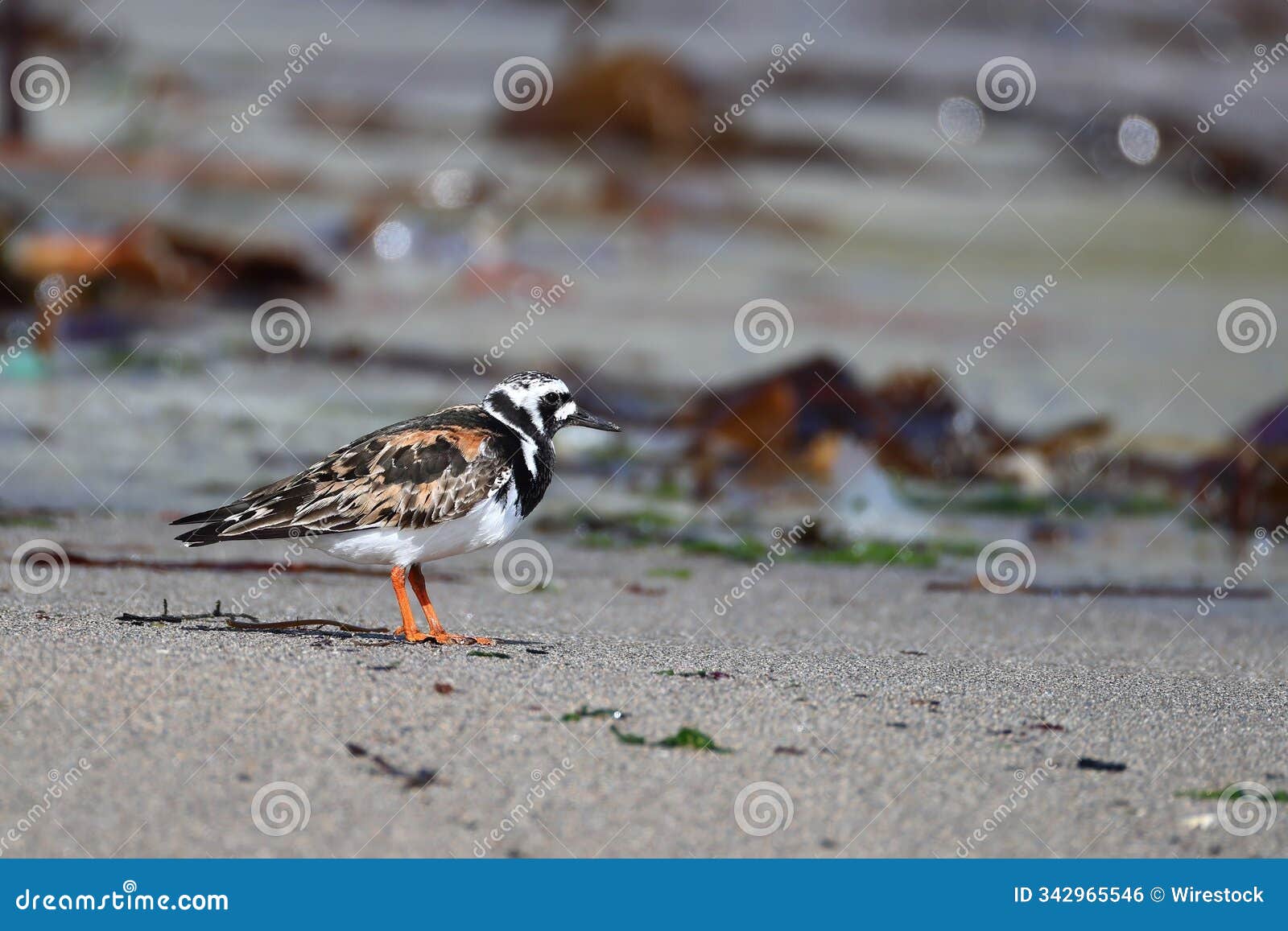 Turnstone Bird with Thin Beak Standing on Sandy Beach with Head Down ...
