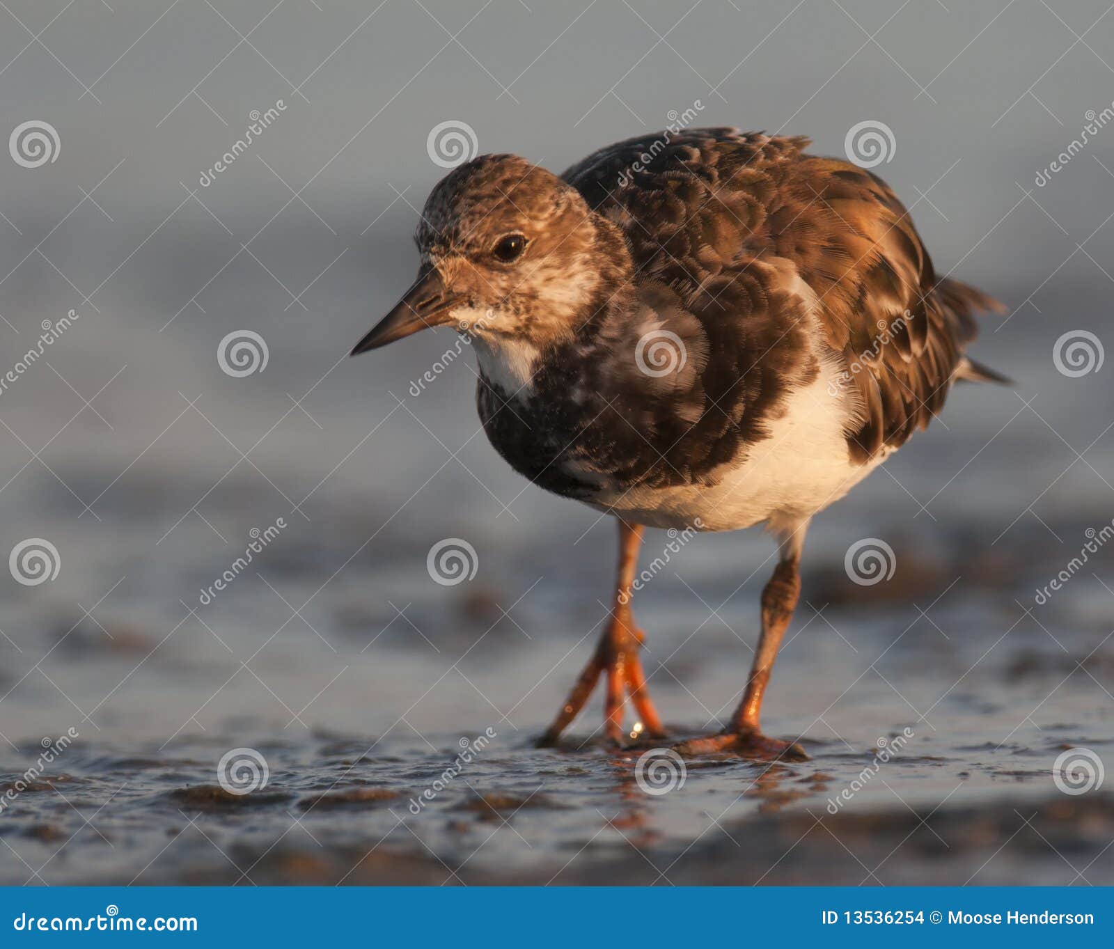 Turnstone rubicundo foto de archivo. Imagen de vuelvepiedras - 13536254
