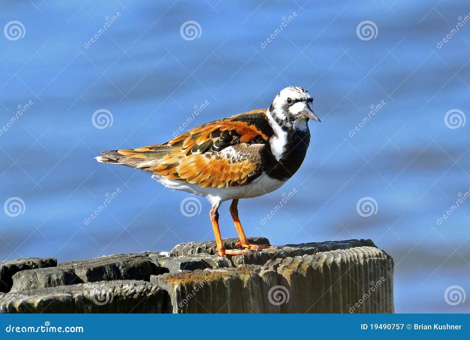 Turnstone rubicundo imagen de archivo. Imagen de aviar - 19490757
