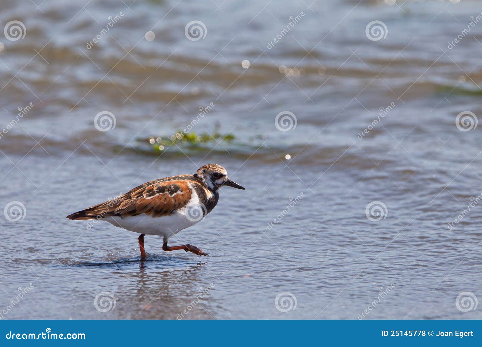 Turnstone rubicundo foto de archivo. Imagen de salvaje - 25145778