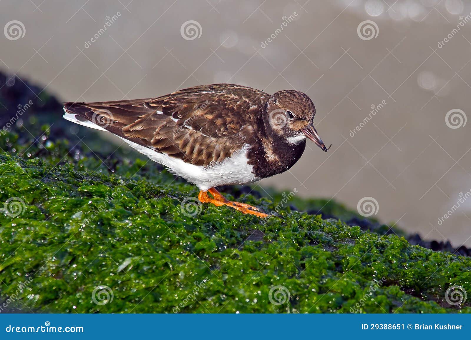 Turnstone rubicundo imagen de archivo. Imagen de vuelvepiedras - 29388651