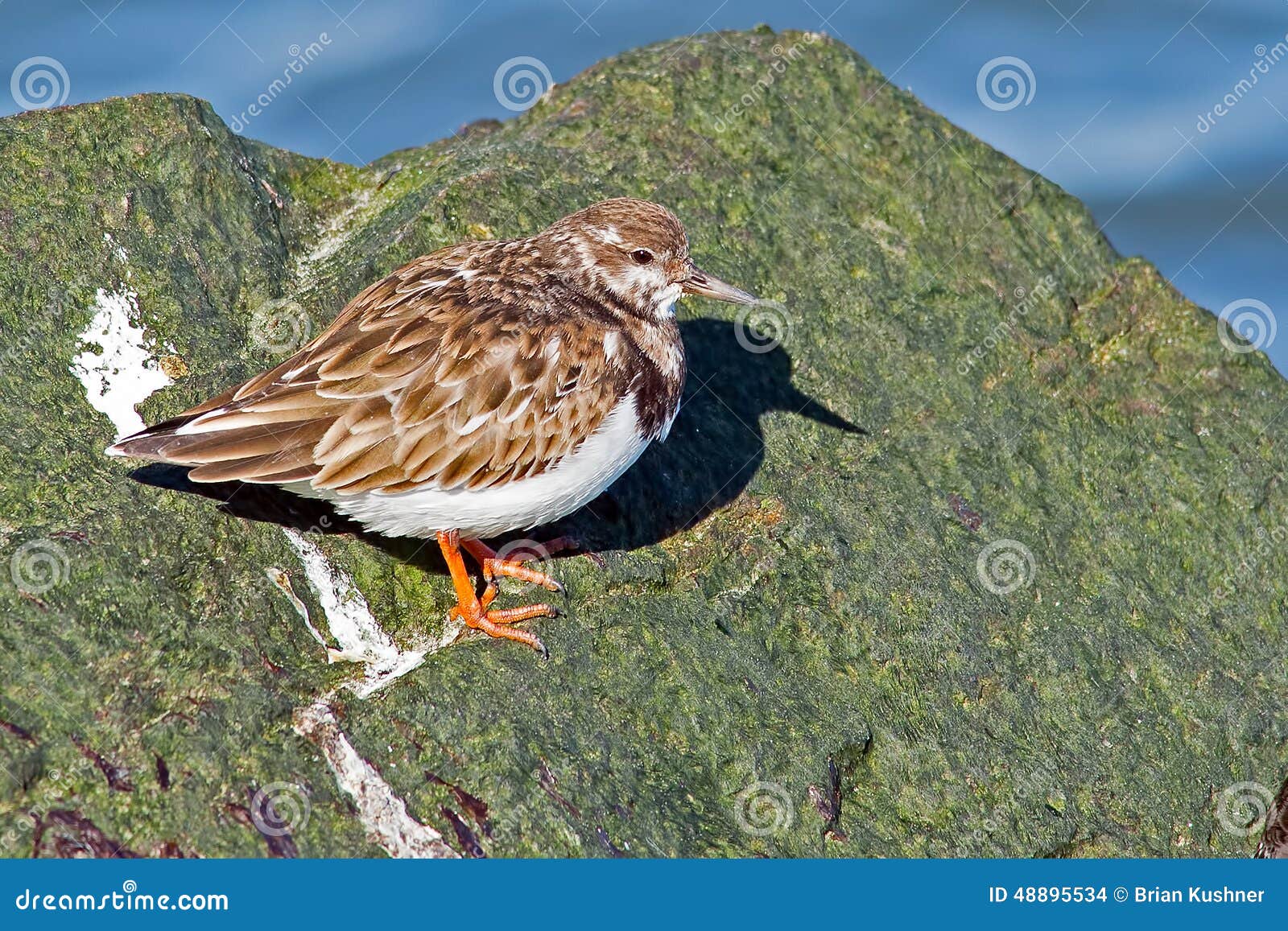 Turnstone rubicundo foto de archivo. Imagen de agua, standing - 48895534